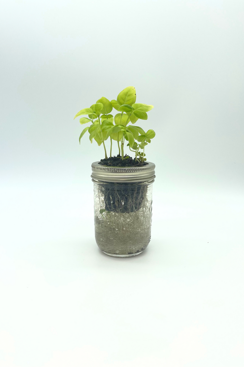 Micro Gardens – SucSeed