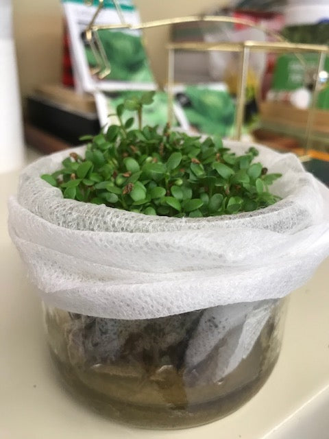 DIY Micro Garden Classroom Kit – SucSeed