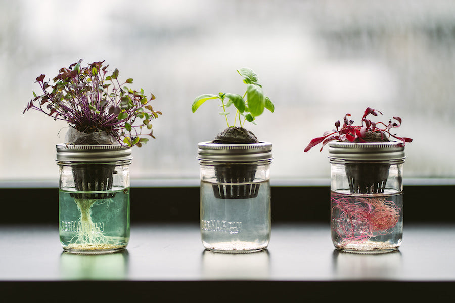 DIY Micro Garden Classroom Kit – SucSeed